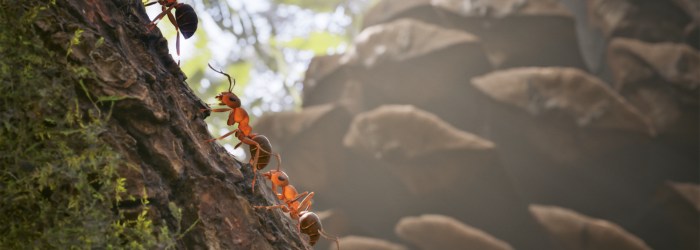 Les Fourmis (Empire of the Ants) | Télécharger et acheter aujourd'hui ...