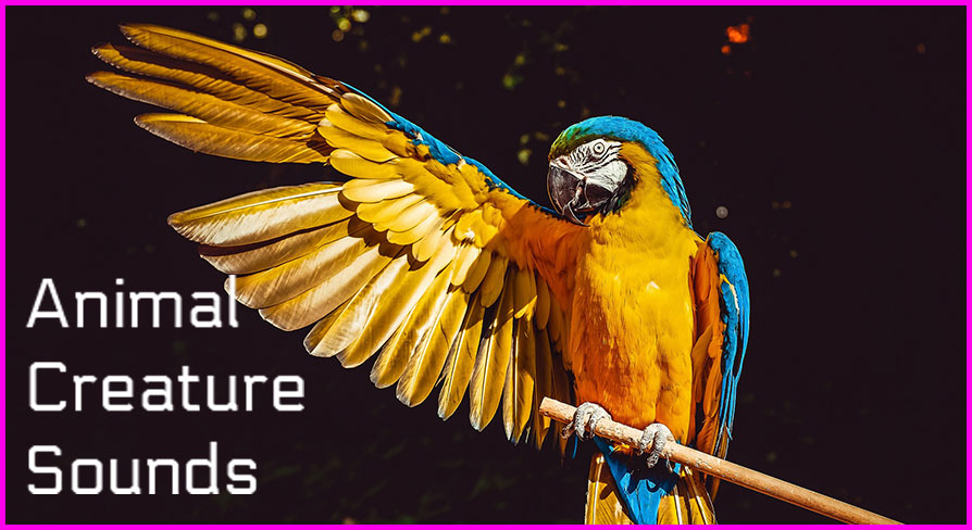 280+ Animal & Creature Sounds Pack in Sound Effects - UE Marketplace