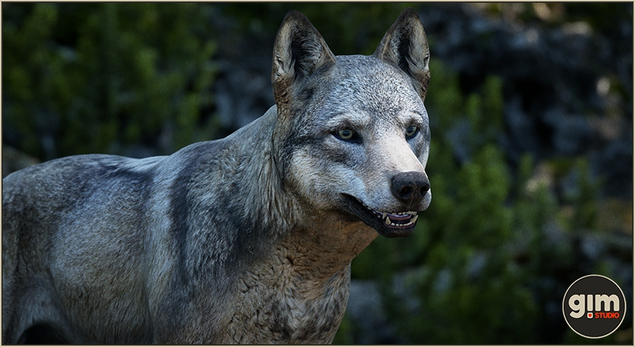 Animalia - Gray Wolf (male) in Characters - UE Marketplace