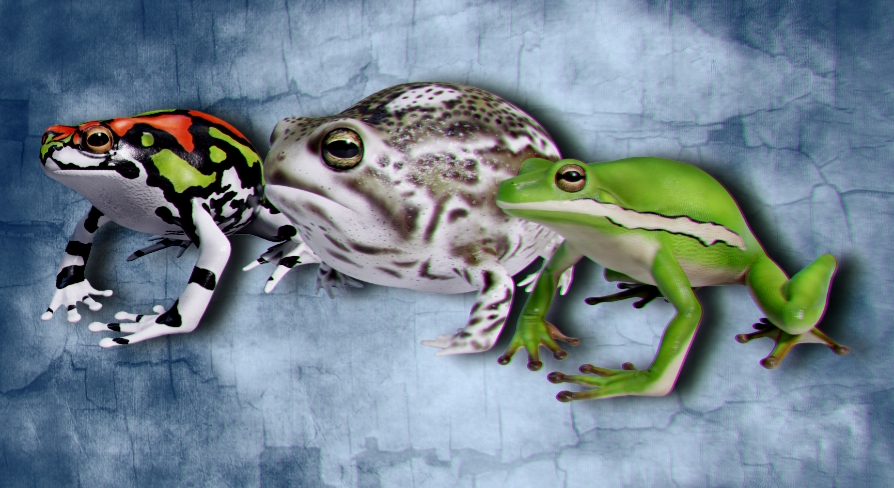 Animated Frogs Volume 3 in Characters - UE Marketplace