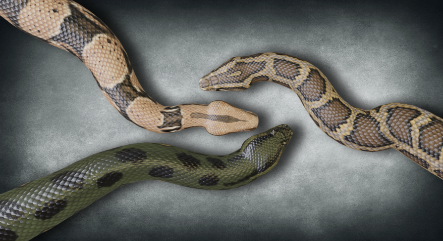 Animated Pythons PBR Volume 1 in Characters - UE Marketplace