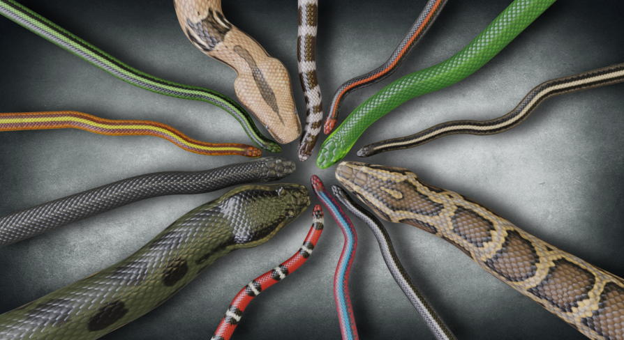 Animated Snakes PBR Ultimate Volume 1 in Characters - UE Marketplace