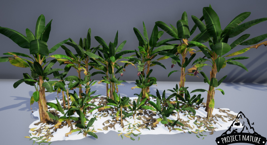 Banana Bonsai Tree