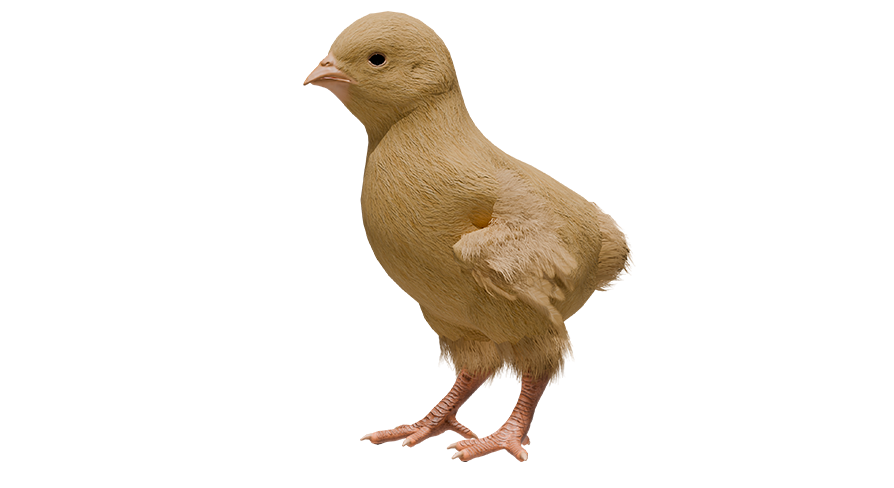 Chick Basic Version in Characters - UE Marketplace