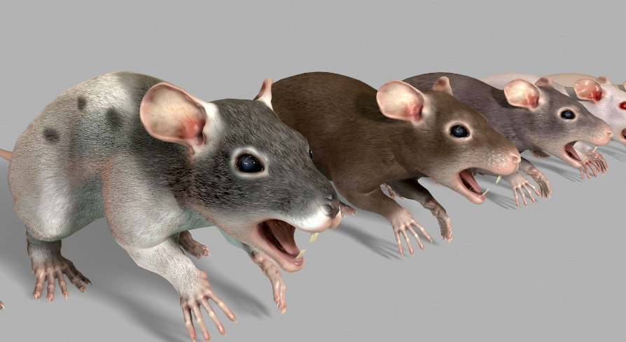 Common Rats in Characters - UE Marketplace