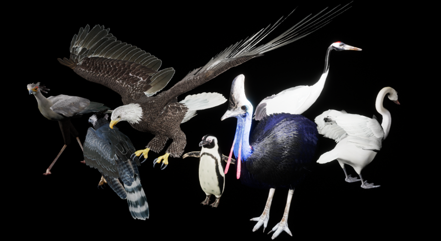 Complete Birds Pack in Characters - UE Marketplace