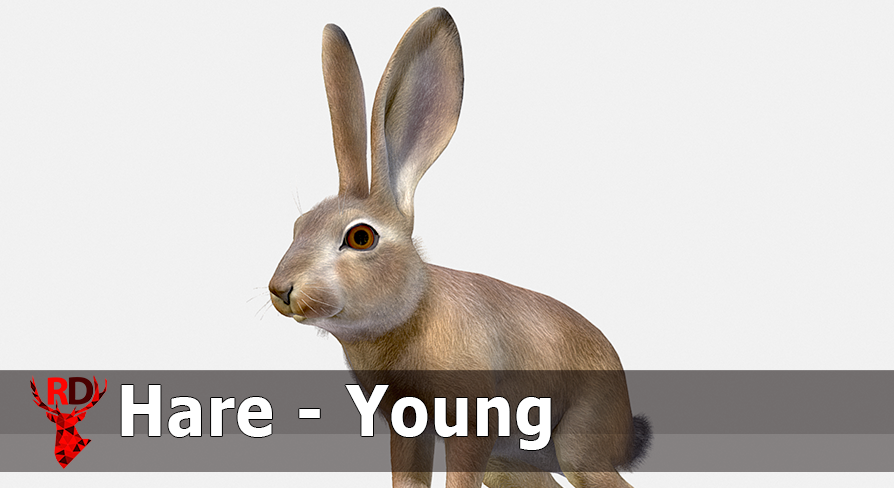 Hare - Young, 카테고리 캐릭터 - UE 마켓플레이스