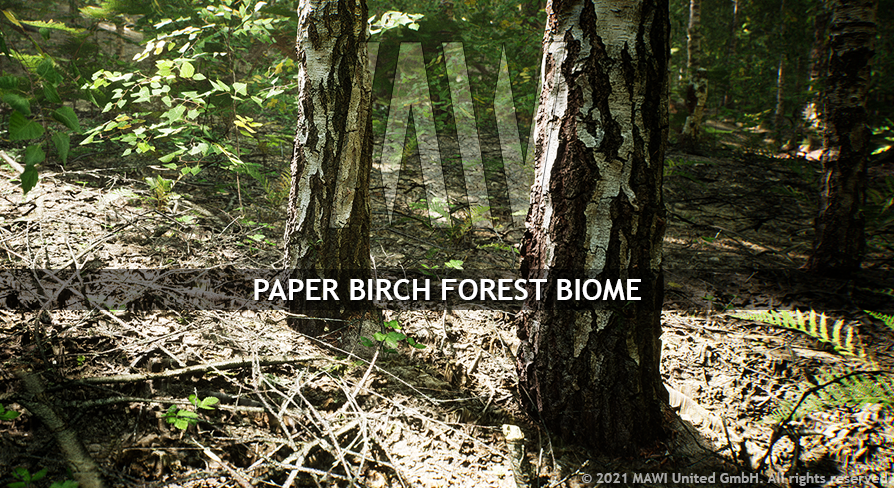 MW Paper Birch Tree Forest Biome in Environments - UE Marketplace