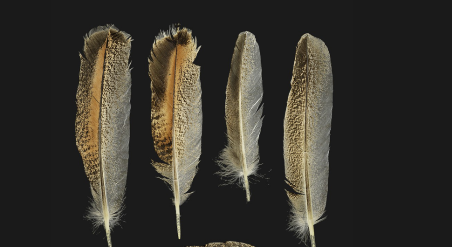 Megascans - Creature Feather Vol. 1 in Megascans - UE Marketplace