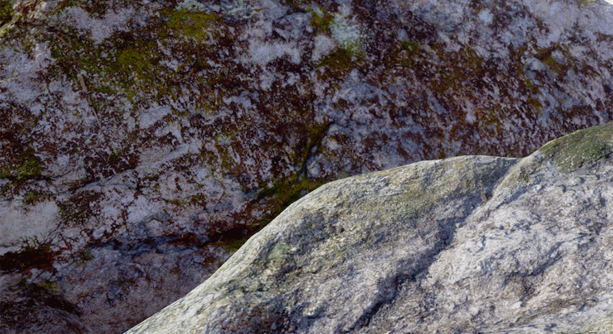 Megascans - Forest Undergrowth in Megascans - UE Marketplace