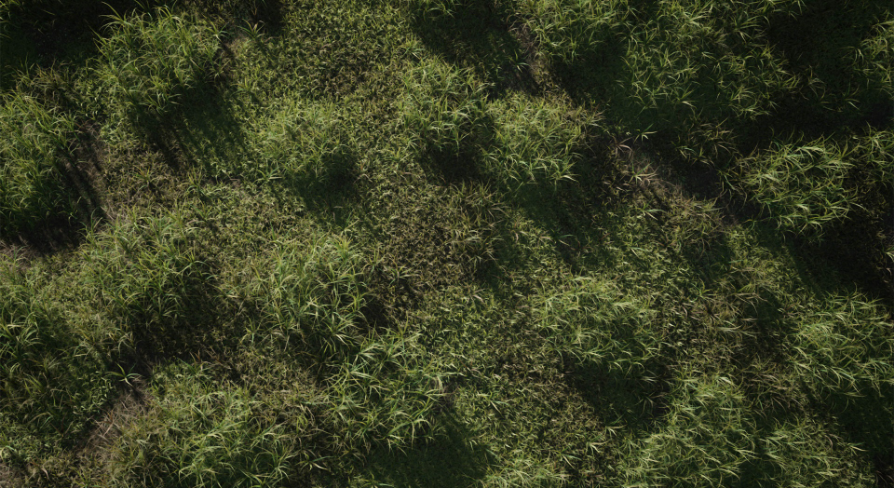 Grass Pack in Environments - UE Marketplace