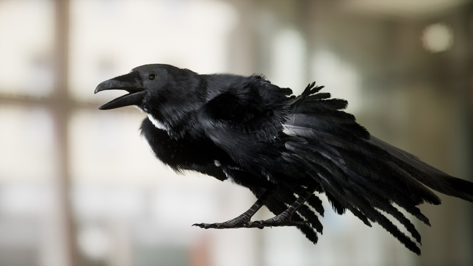 Crow in Characters - UE Marketplace