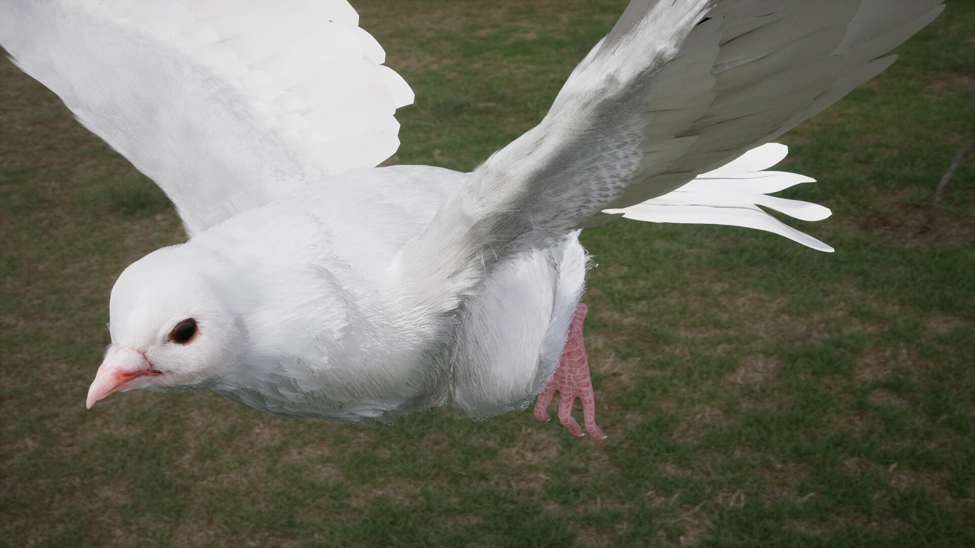 Dove in Characters - UE Marketplace