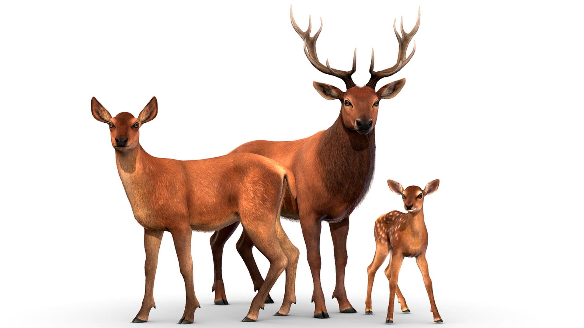 Red Deer Family In Characters UE Marketplace Red Deer Family In Characters UE Marketplace