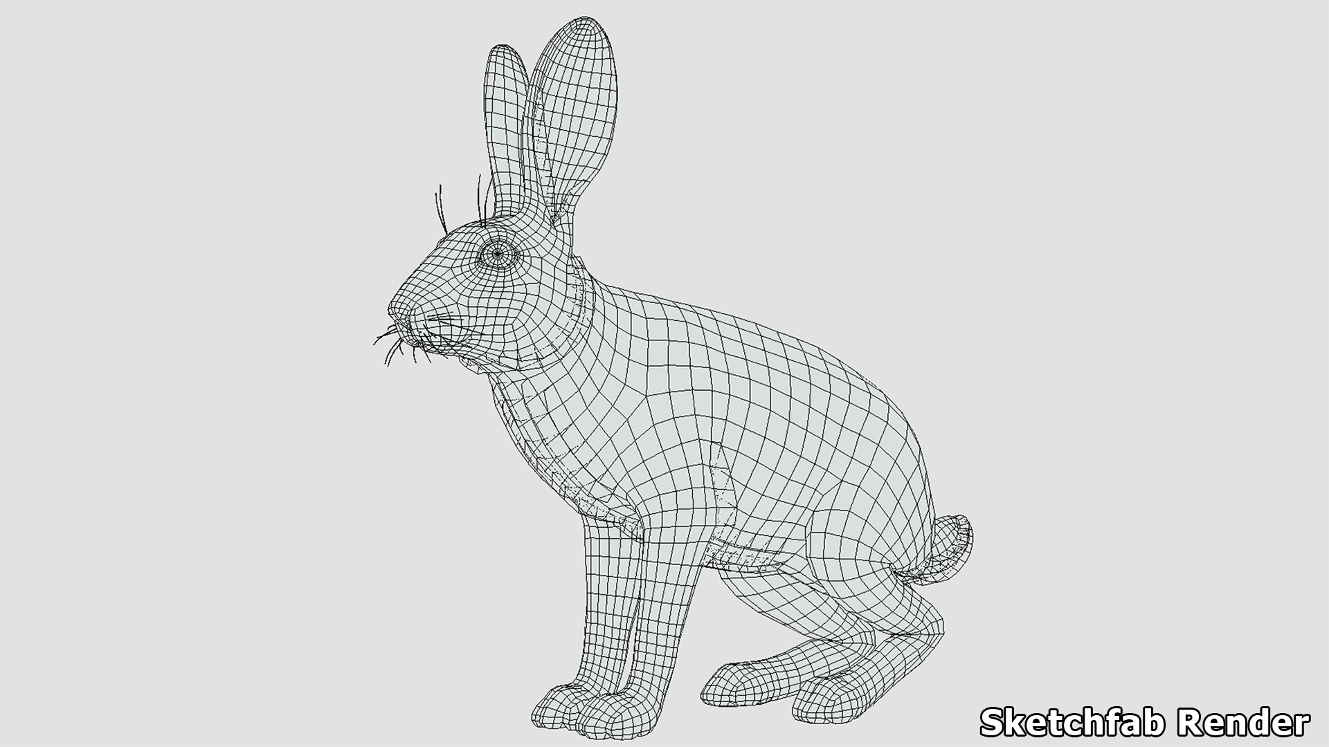 Hare - Male