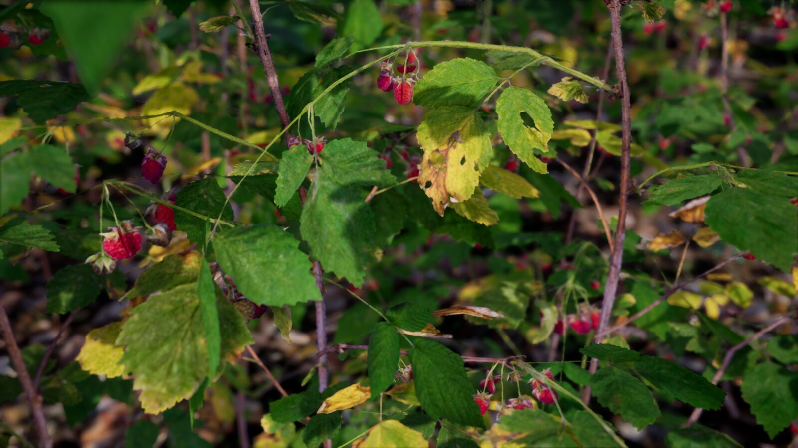 Wildberries Seller