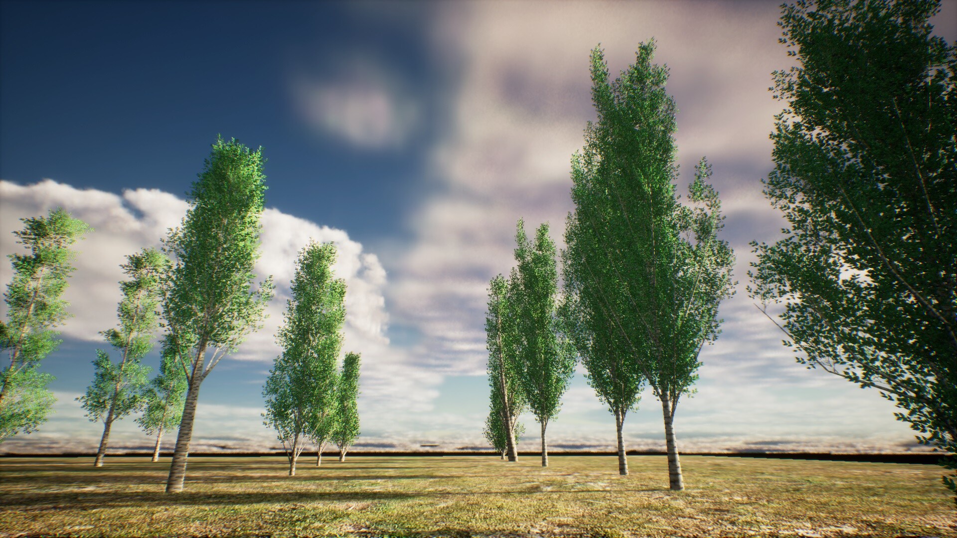 Columnar Poplar Tree