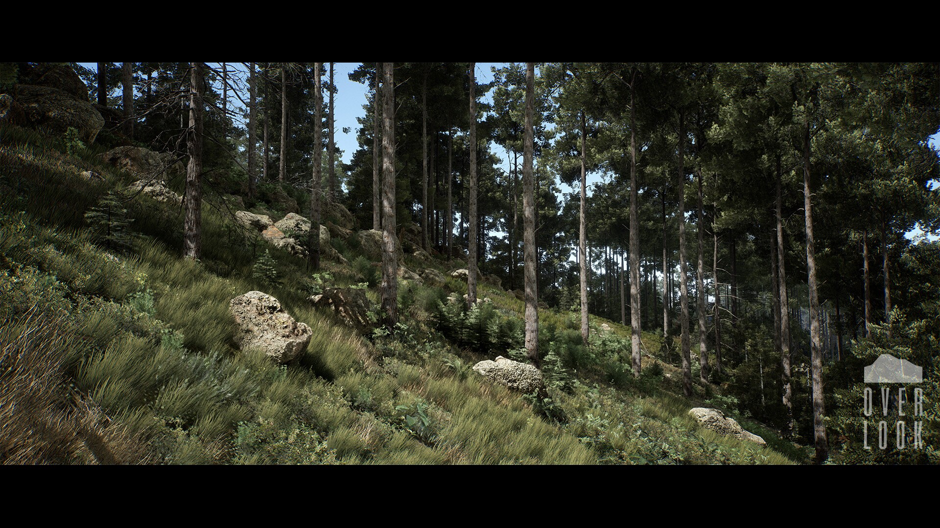 Central European Pine Forest in Environments - UE Marketplace