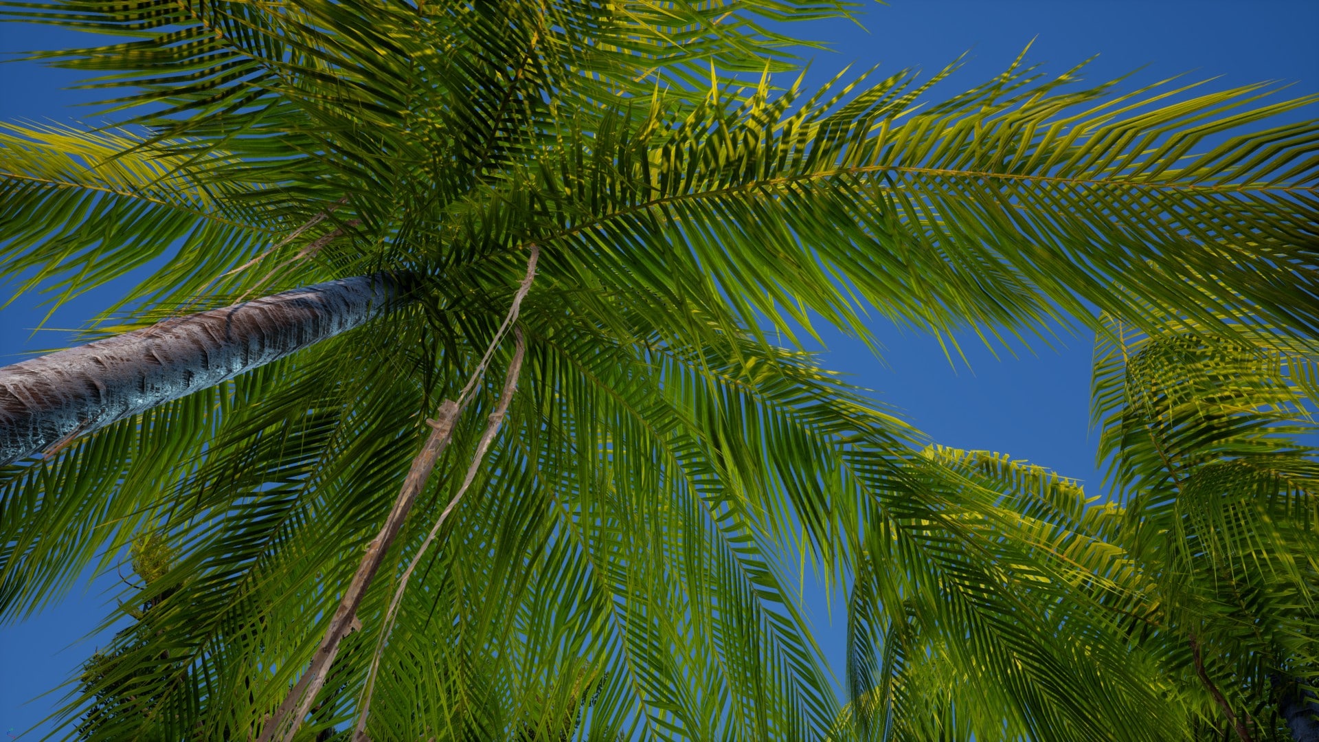 Amazon Rainforest Palm Trees