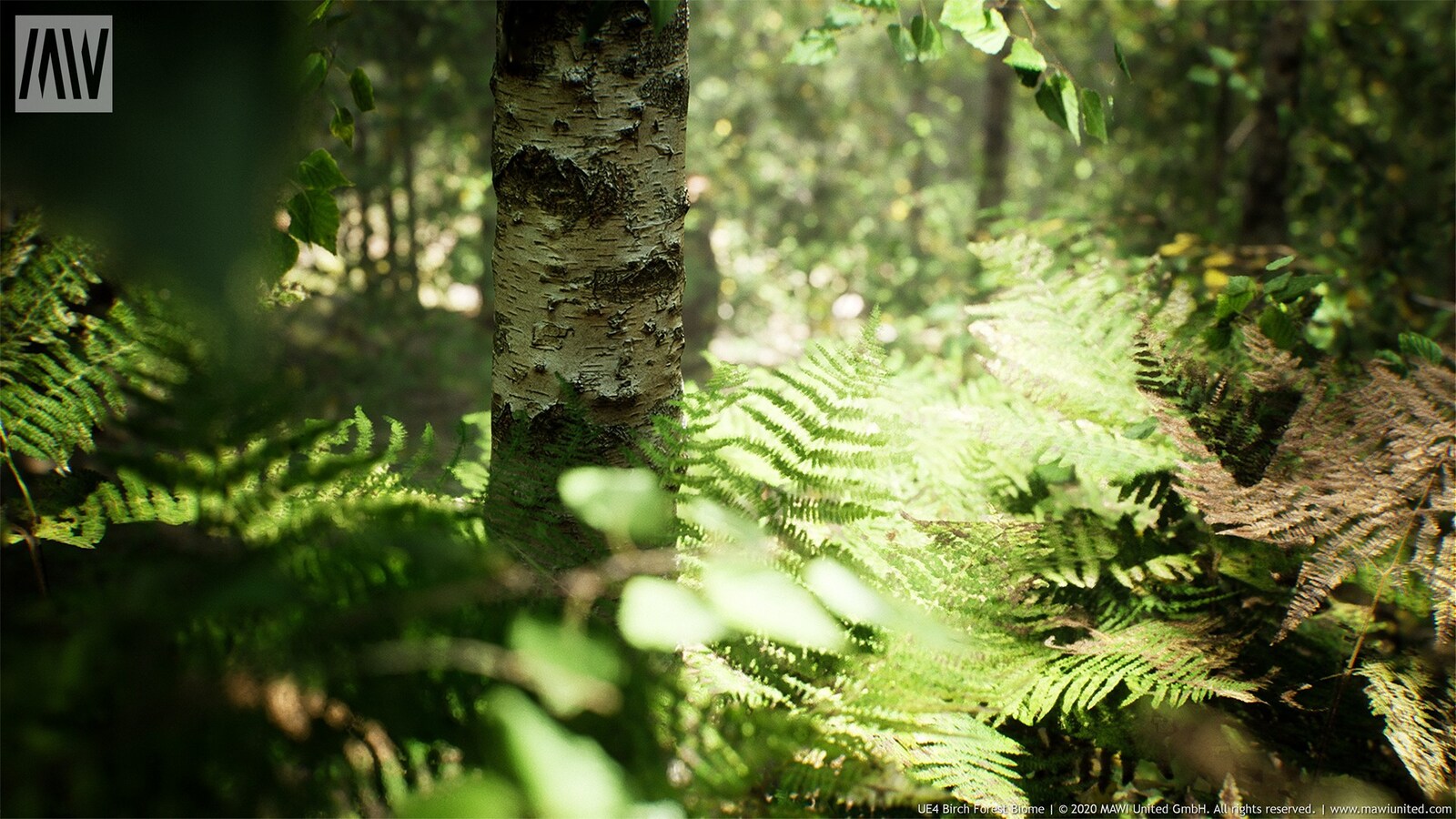 Birch Forest Biome in Environments - UE Marketplace