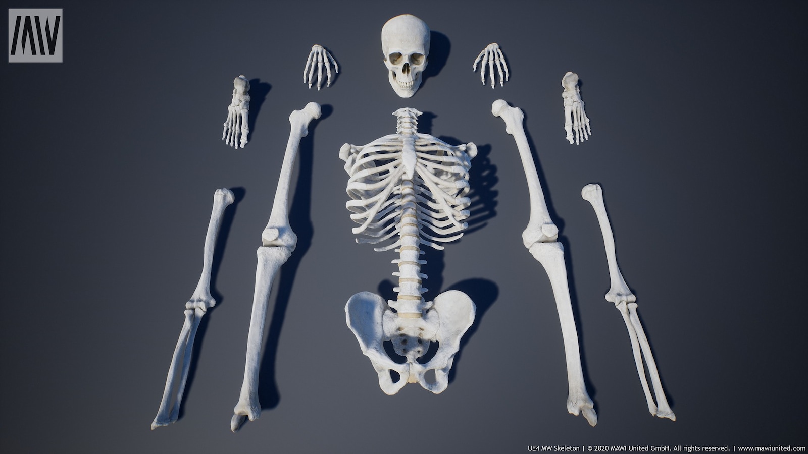 MW Skeleton in Props - UE Marketplace