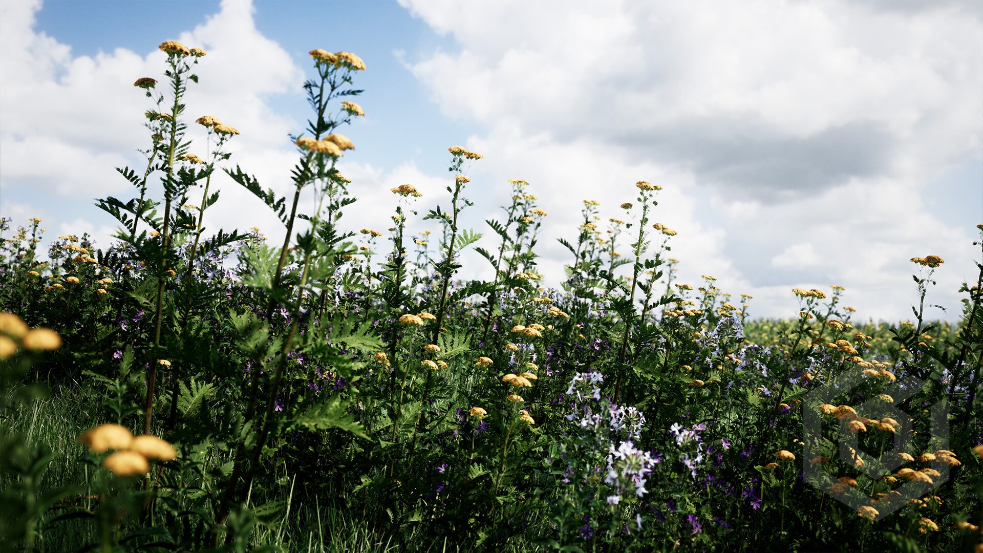 Meadow Plants – ASSET CLOUD