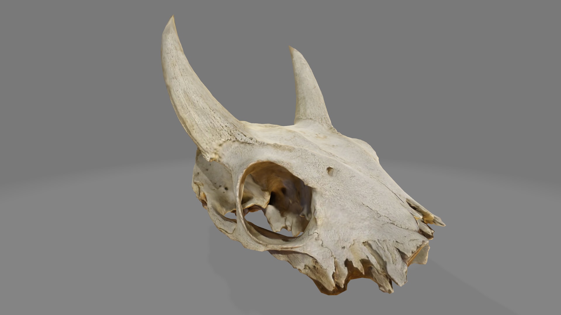 Skull Pack 1 in Props - UE Marketplace