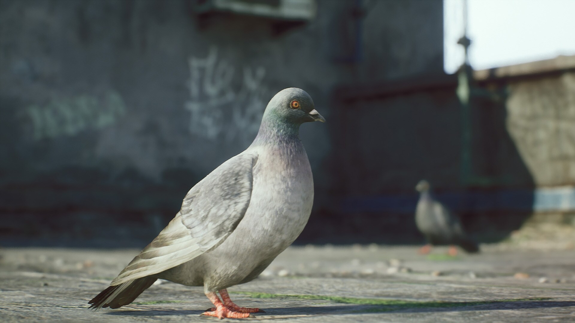 Pigeon Pack & Environment Scene, 카테고리 배경 - UE 마켓플레이스