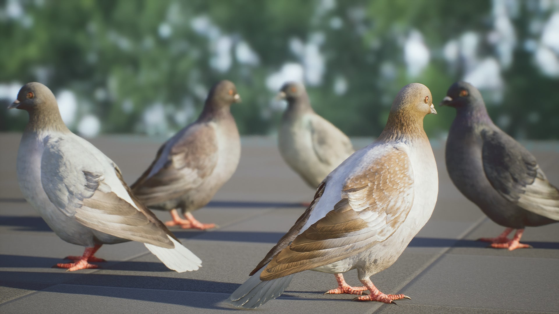Realistic 3D Pigeon & Animations Pack – ASSET CLOUD Realistic 3D Pigeon & Animations Pack – ASSET CLOUD
