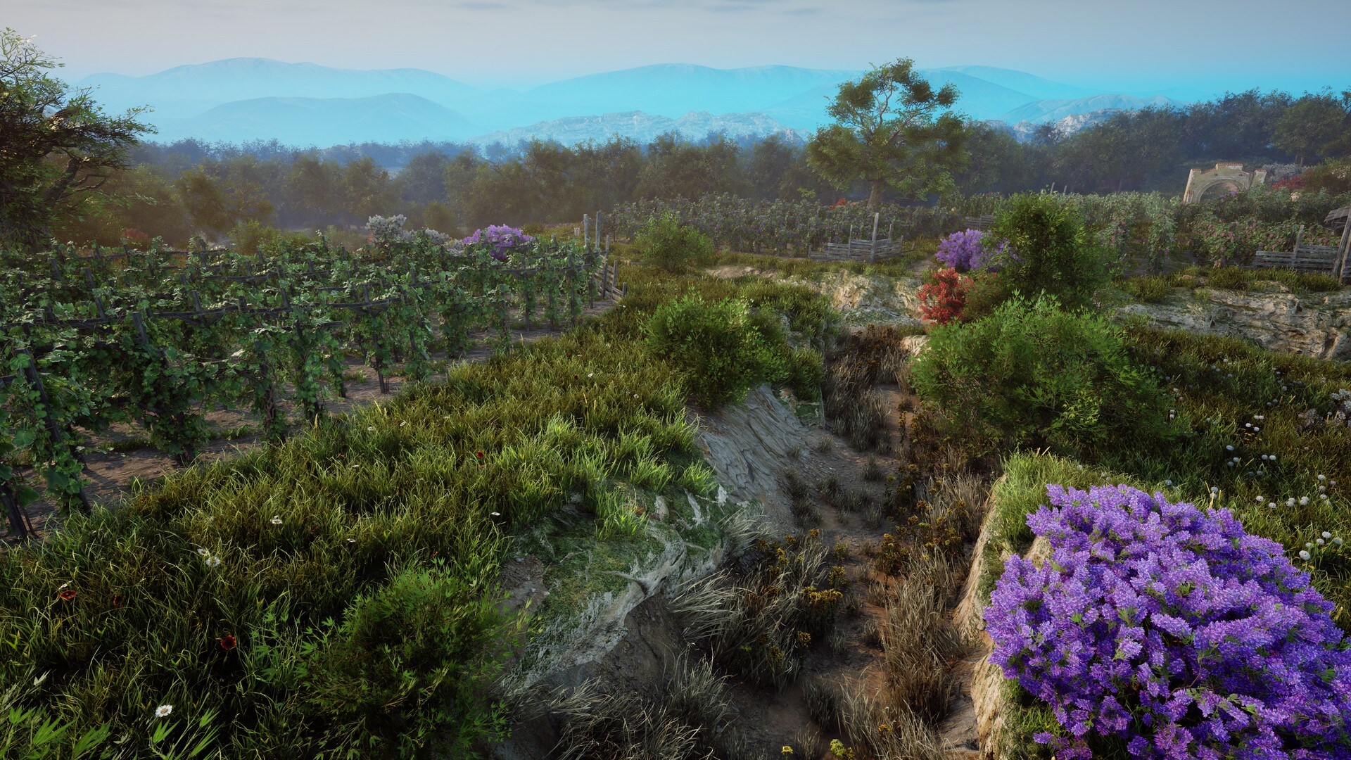 Vineyard in Environments - UE Marketplace