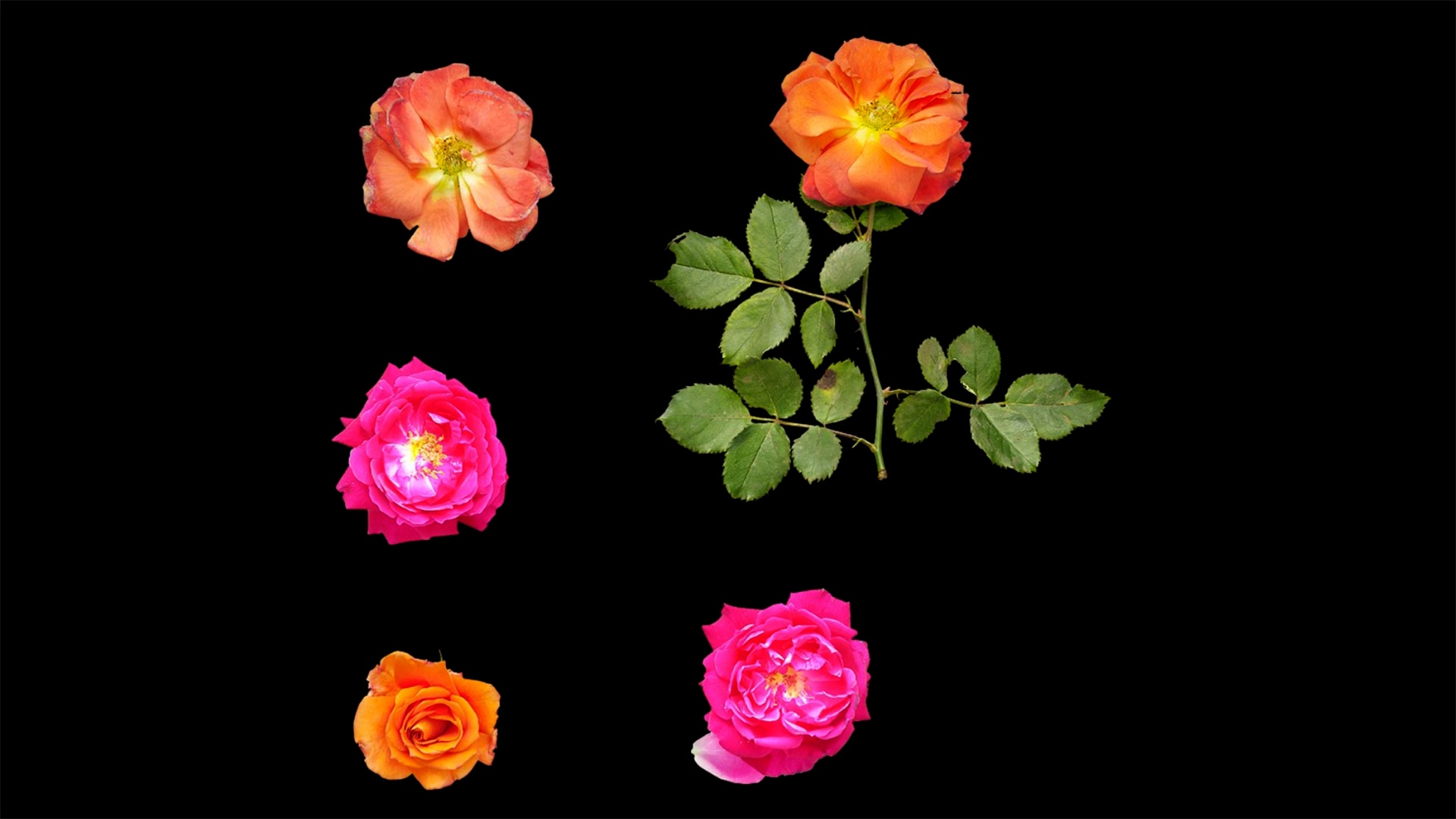 Megascans - Bush Flower Vol. 1 in Materials - UE Marketplace