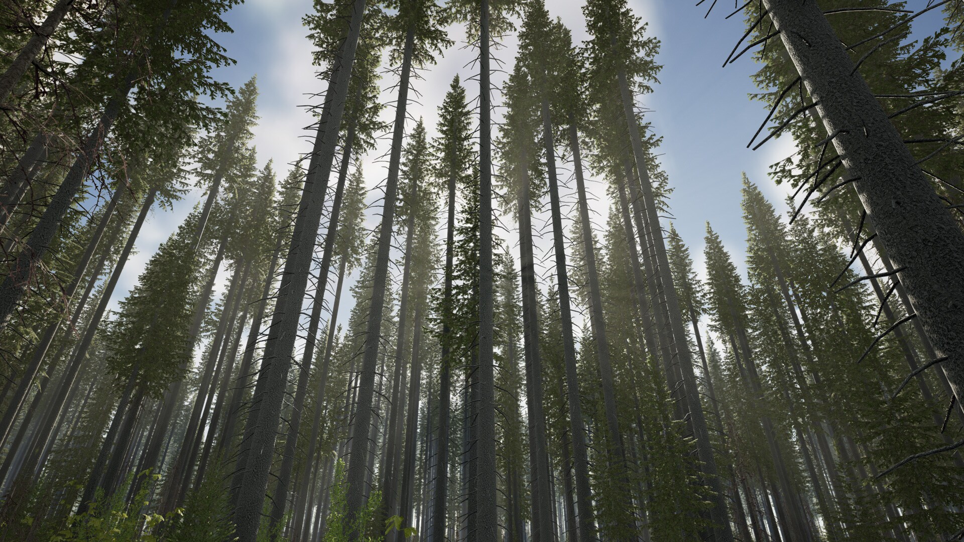 Spruce Forest in Environments - UE Marketplace