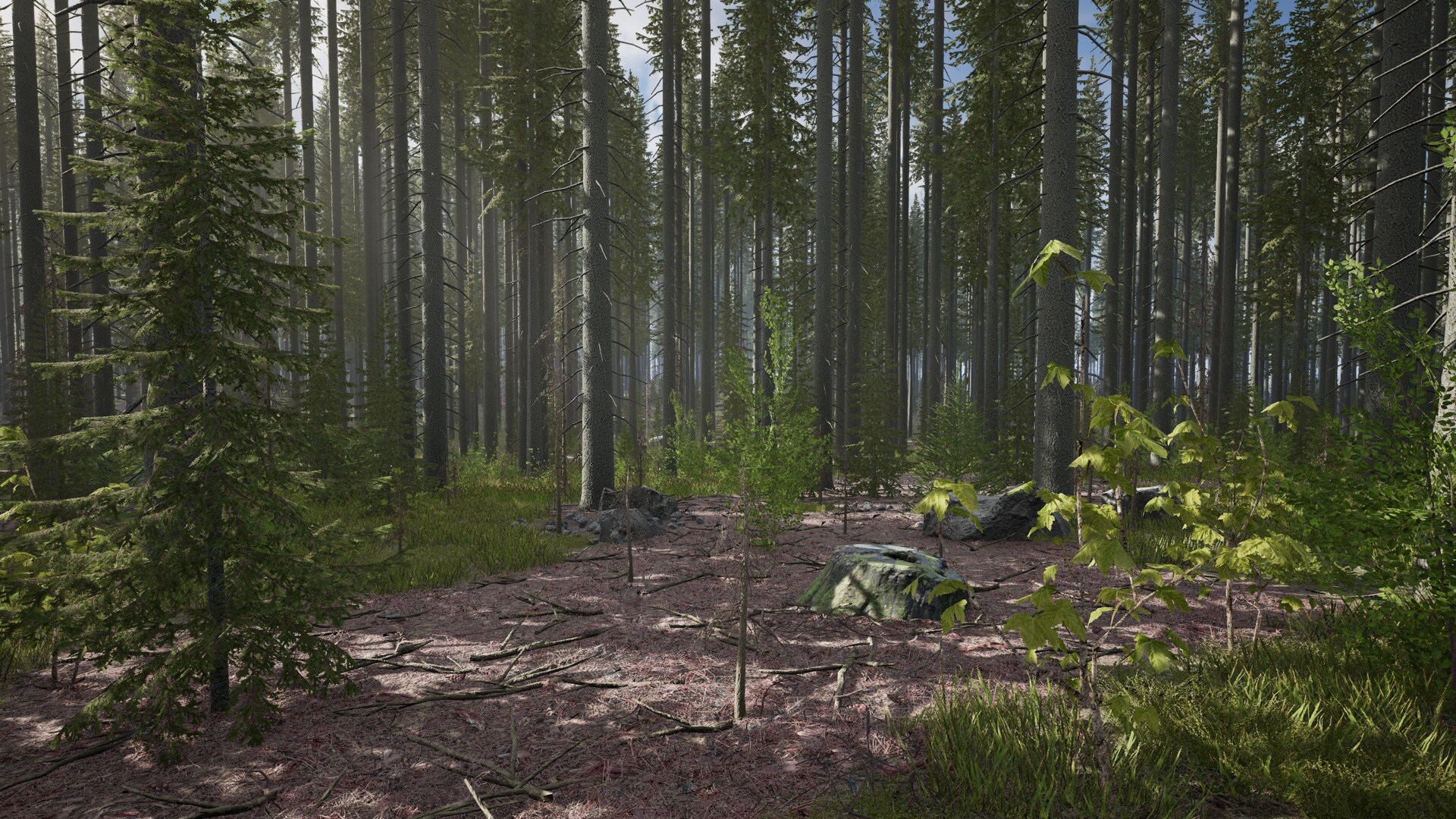 Spruce Forest in Environments - UE Marketplace