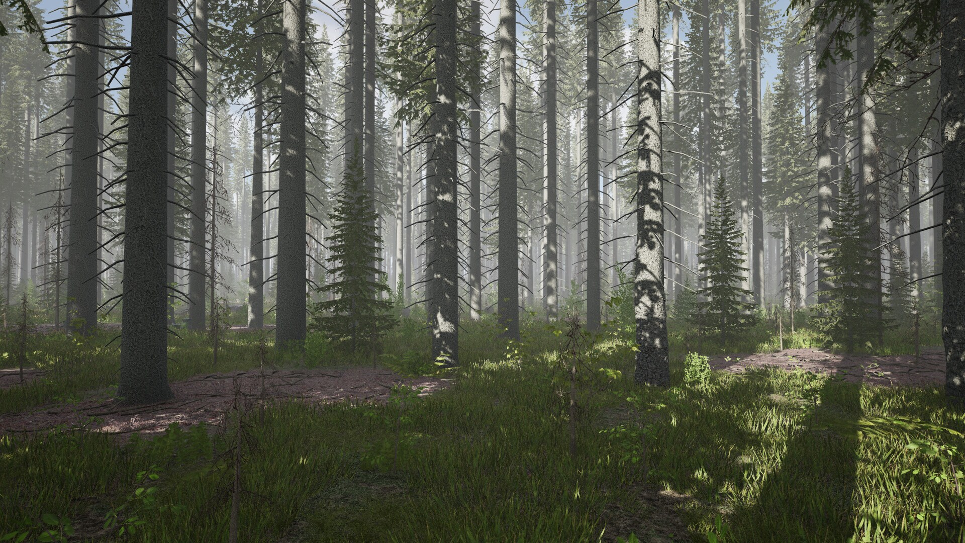 Spruce Forest in Environments - UE Marketplace