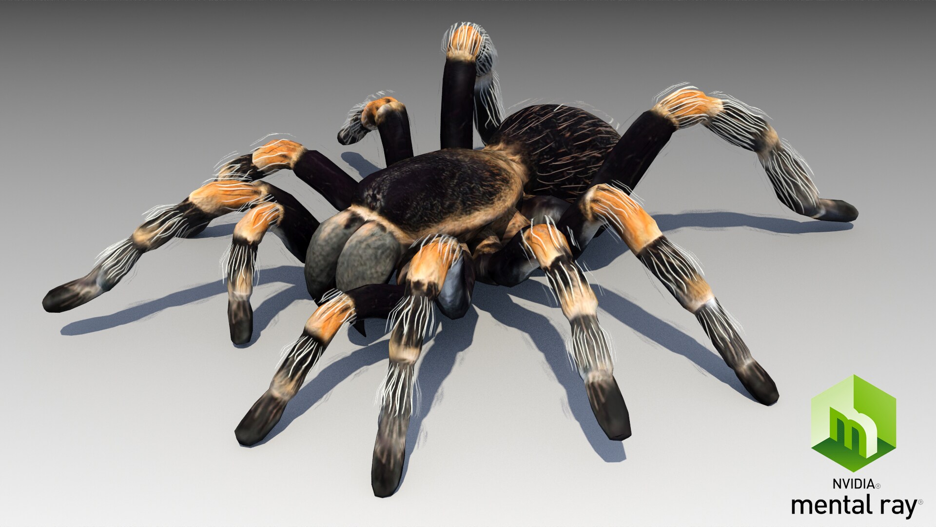 Tarantula Animated in Characters - UE Marketplace