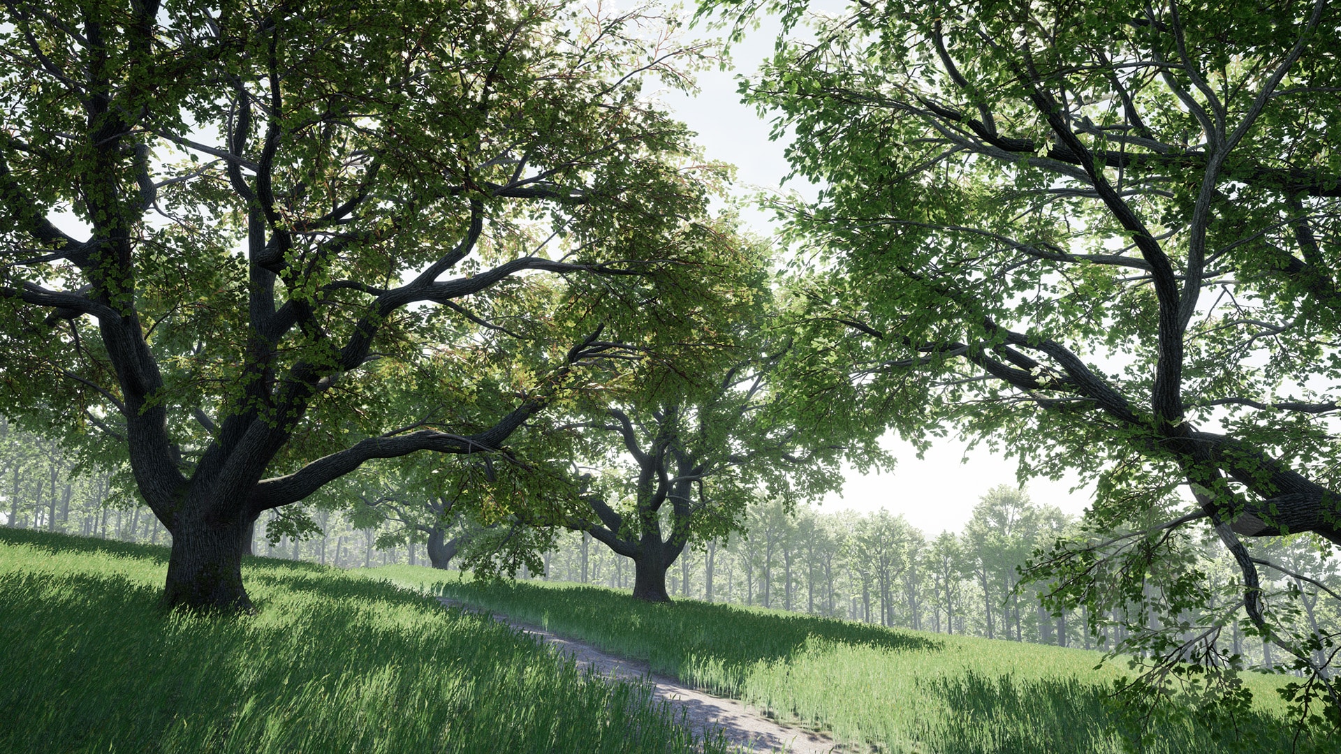 Oak Tree Forest Wallpaper
