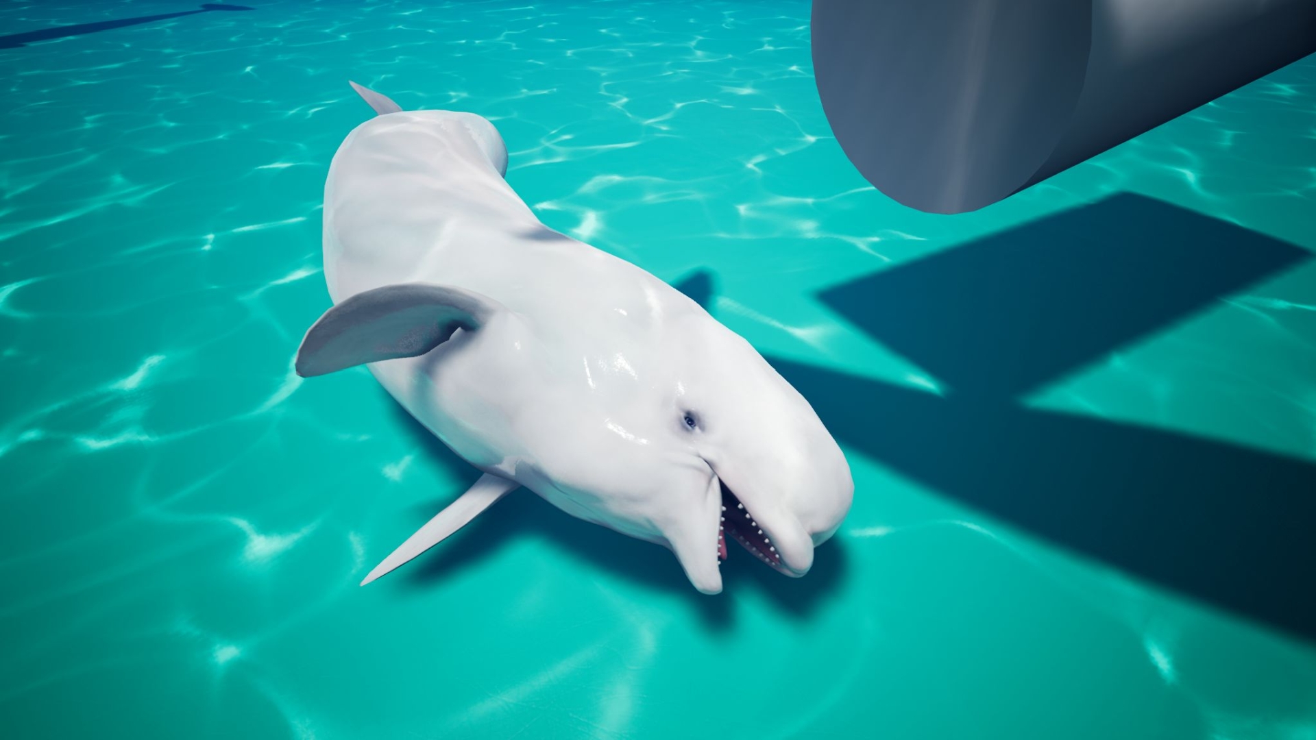 Beluga Whale