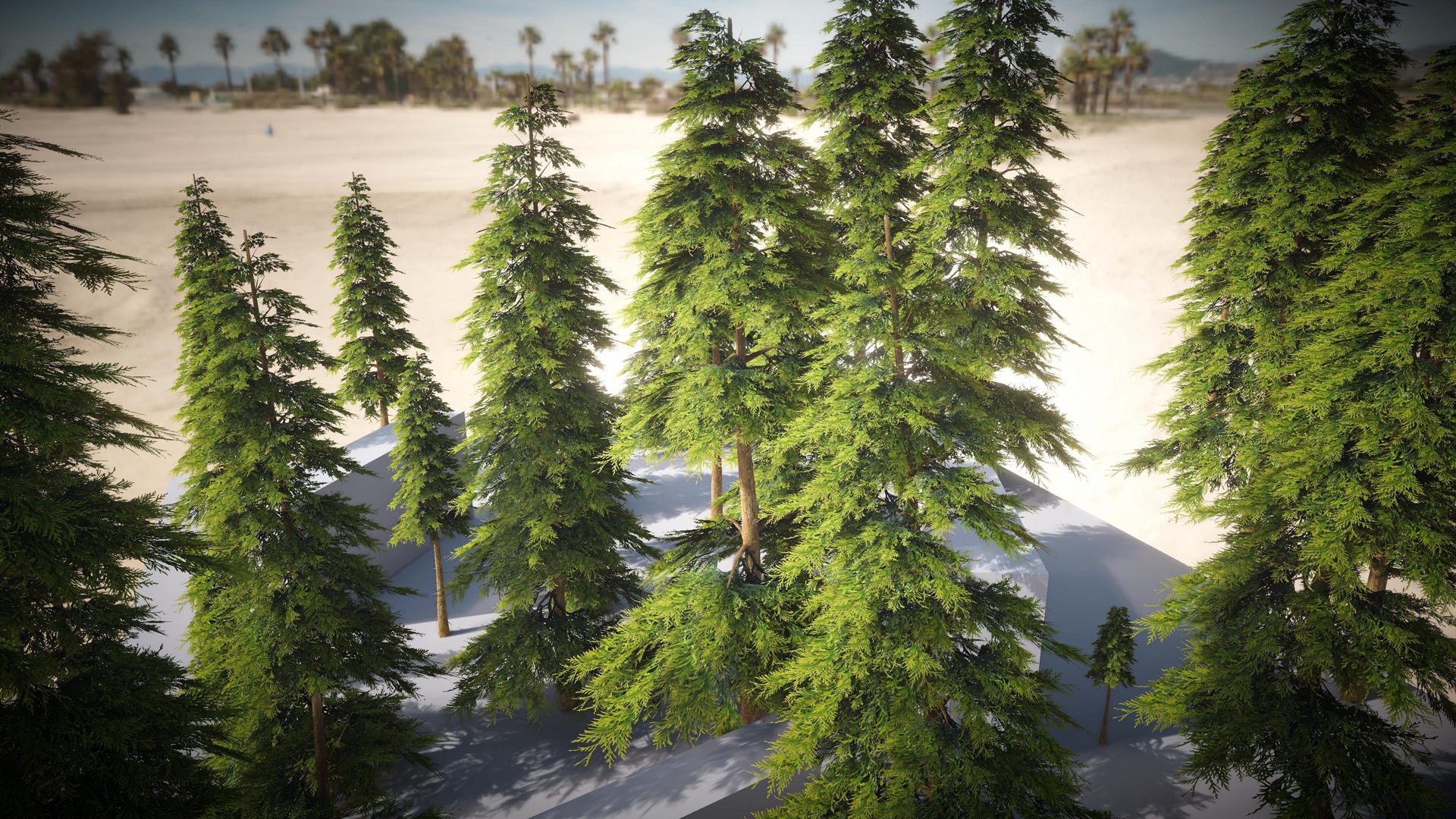 Pine Tree Texture