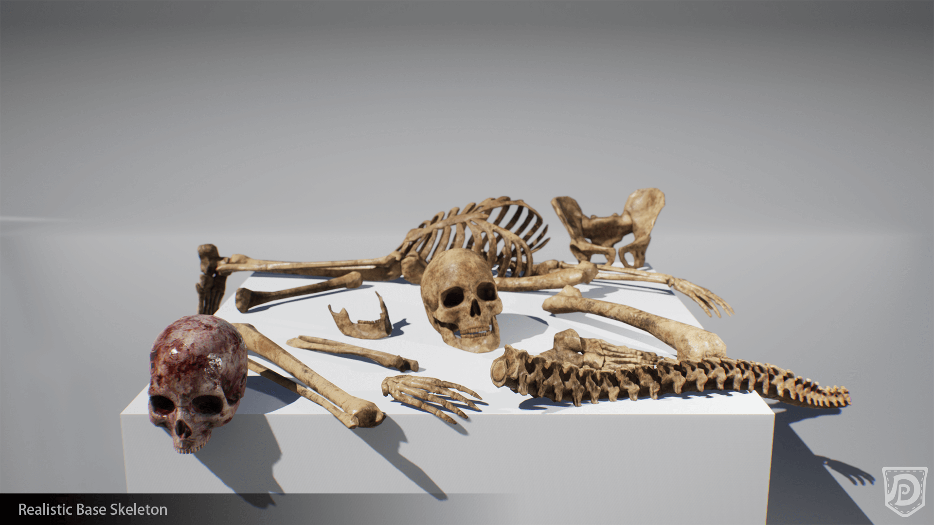 Realistic Base Skeleton