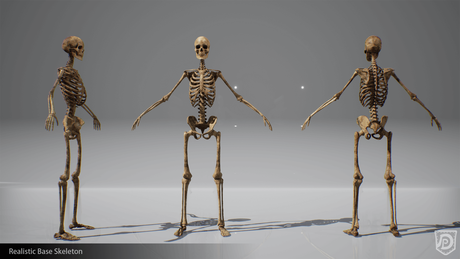Realistic Base Skeleton